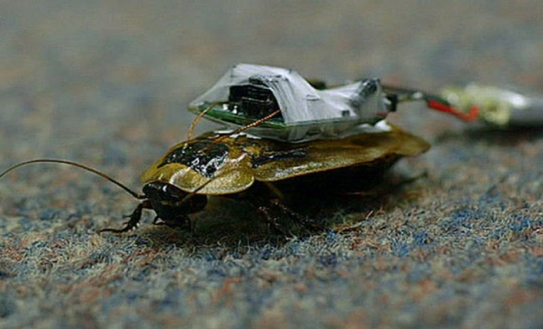 A cyborg cockroach could someday save your life – Wisdom To Live